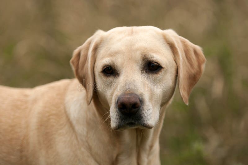 Pretty labrador dog stock photo. Image of yellow, summer - 42049400