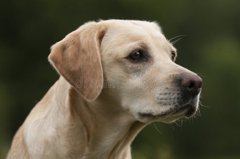 Pretty labrador dog stock image. Image of yellow, early - 42049421