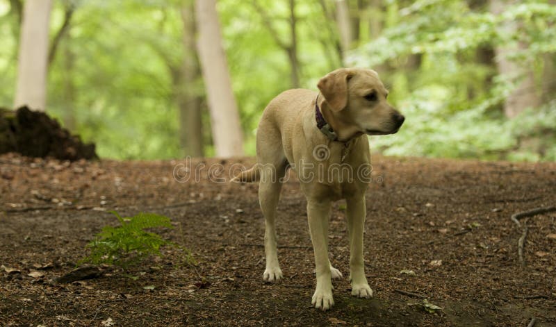 Pretty labrador stock image. Image of gold, clouds, country - 9239247