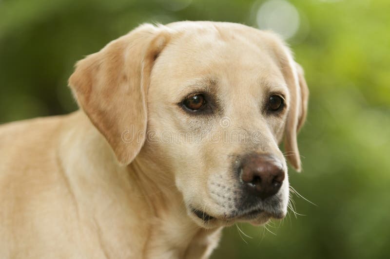 Pretty labrador dog stock image. Image of outdoors, garden - 42049599