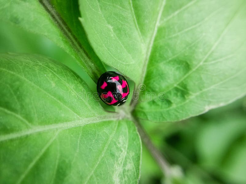 Pretty ladybug stock photo. Image of colorful, insect - 98710820