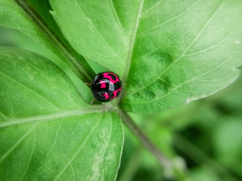 Pretty ladybug stock image. Image of ladybug, closeup - 98710701
