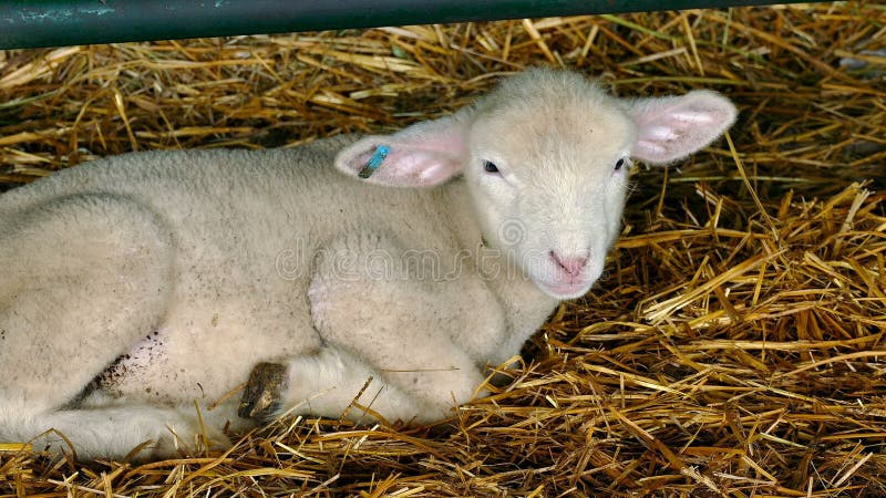 Pretty lamb in the manger stock footage. Video of agriculture - 145608630