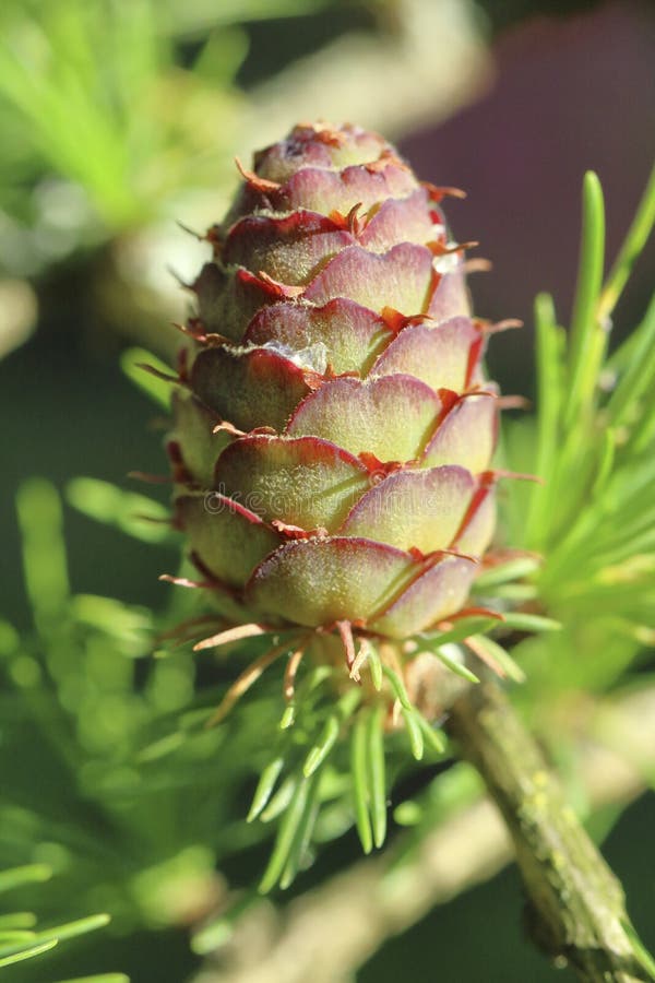 A Pretty Larch Cone in Springtime Stock Photo - Image of seasons ...