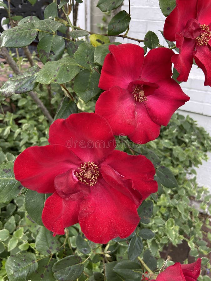 Pretty Large Red Flowers in April in Spring. Stock Photo - Image of ...