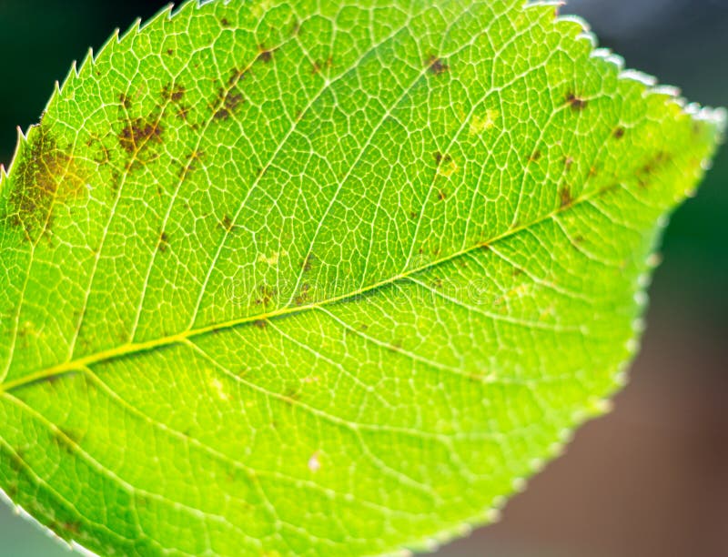 This is a Pretty Leaf Photo Stock Image - Image of green, branch: 215365839