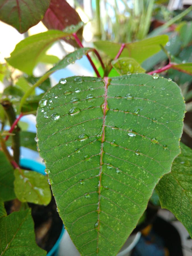 A Pretty Leaf with Dew Drops Stock Photo - Image of plant, pretty: 90907094