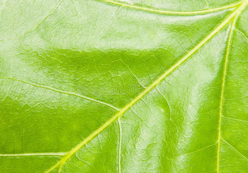 Pretty leaf stock photo. Image of growth, isolated, ecology - 31371444