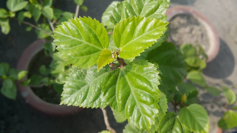 Adahul Flower Stock Photos - Free & Royalty-Free Stock Photos from ...