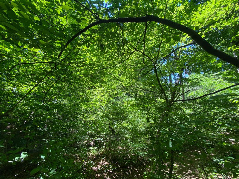 Pretty Leaves and Branches in Spring in June Stock Image - Image of ...