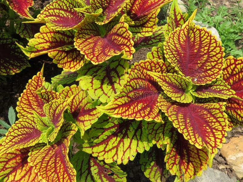 Pretty Leaves in Spring in June Stock Photo - Image of yellow, june ...