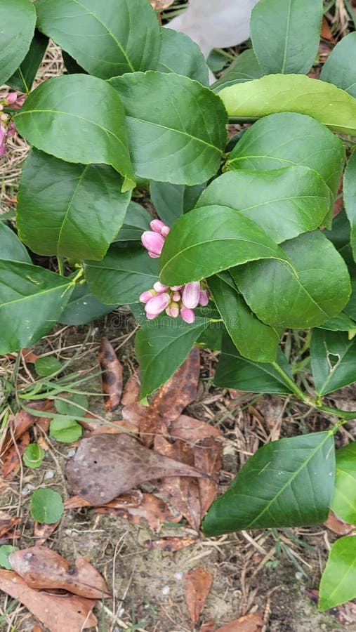 410 Pretty Lemon Tree Stock Photos - Free & Royalty-Free Stock Photos ...