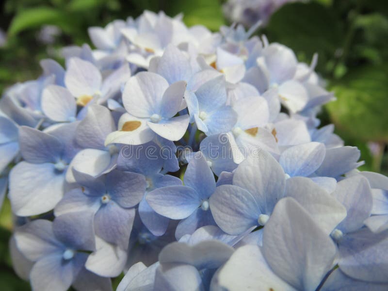 Pretty Light Blue Hydrangea Flower in a Garden, British Columbia ...