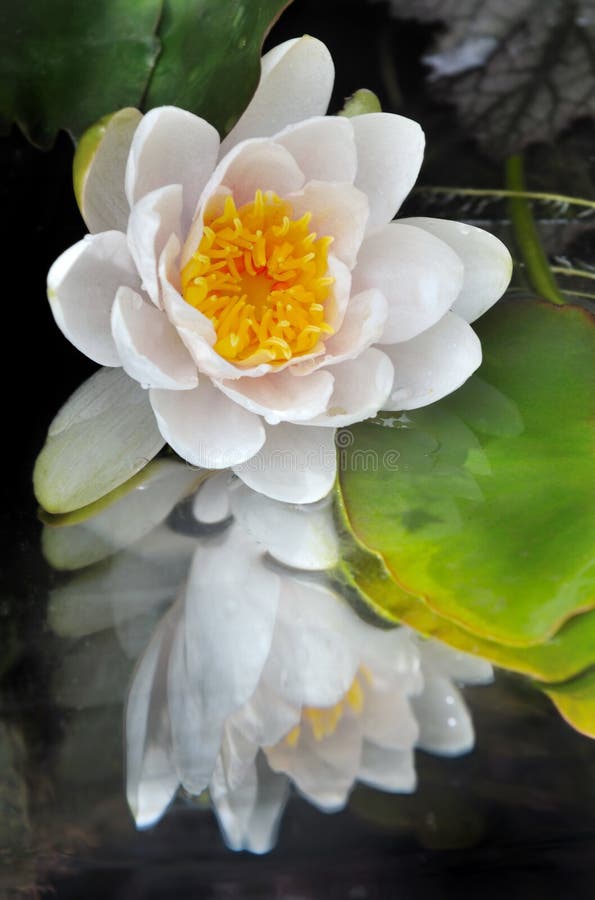 Pretty lily flower stock photo. Image of nymphea, lily - 40922988