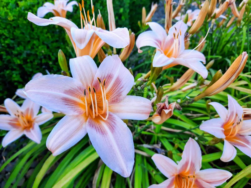 Pretty Lily Flowers in the Green Forest Stock Photo - Image of blooming ...