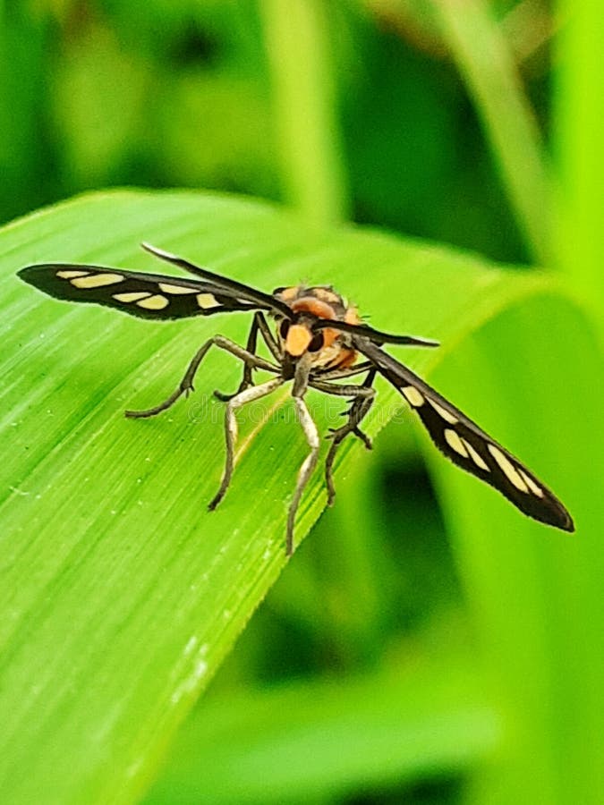 Pretty Little Butterfly stock photo. Image of wing, dragonfly - 186821770