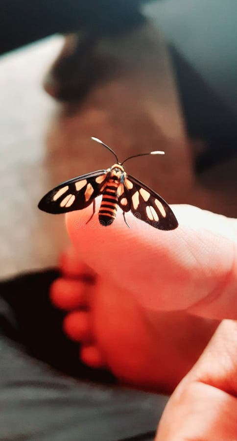 Pretty little butterfly stock photo. Image of invertebrate - 263449720