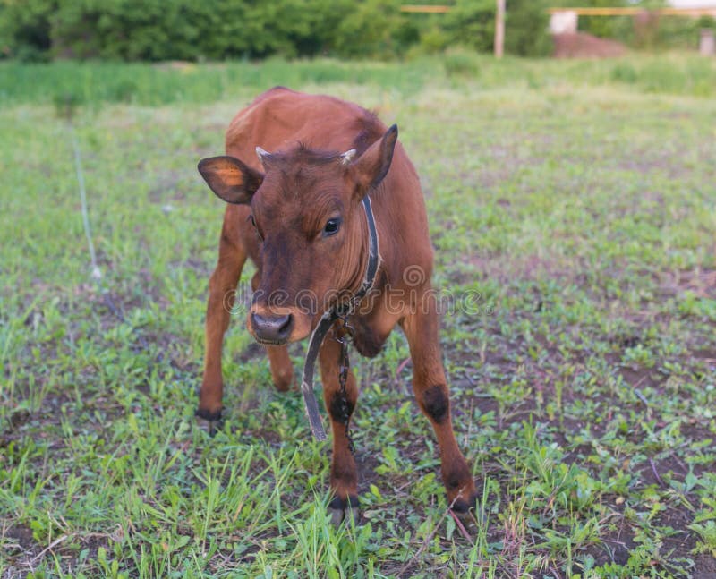 Pretty Little Calf Standing Alone Stock Photo - Image of ideal, newborn ...