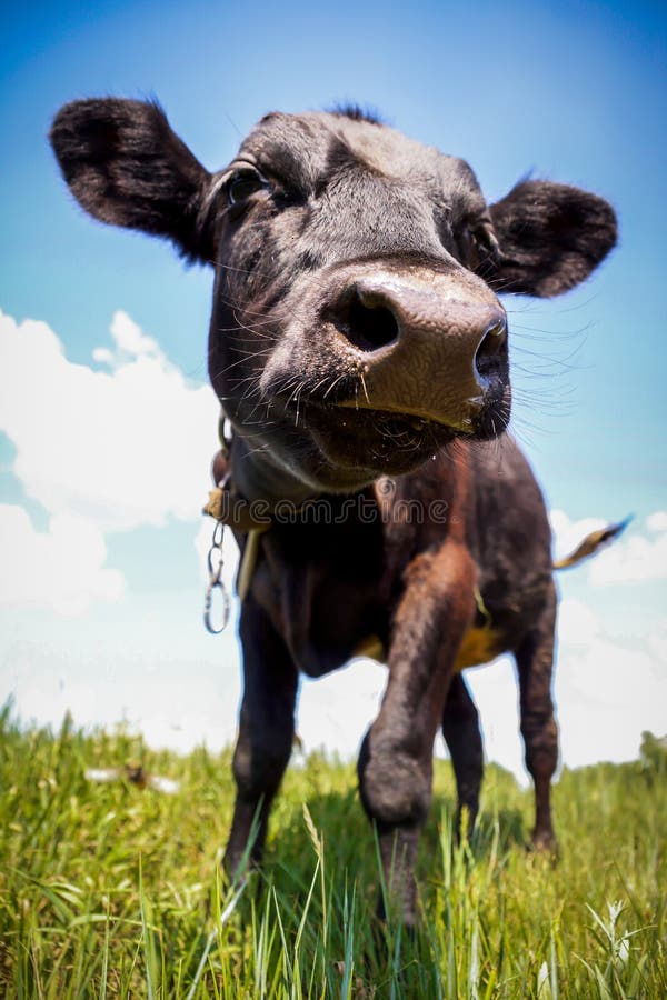 Pretty Little Calf Standing Alone in Green Pasture Stock Image - Image ...