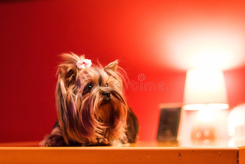 Pretty little dog stock image. Image of lamp, pretty - 42676835