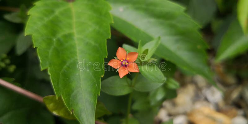 Pretty little flower stock photo. Image of flower, beautiful - 120153922