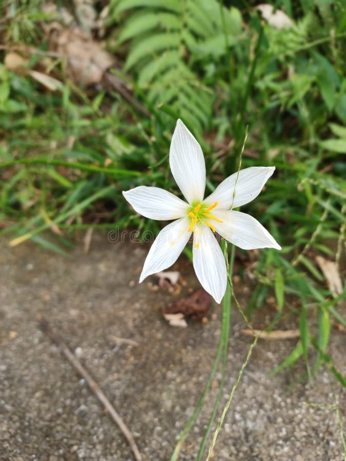 Pretty Little Flower on the Side of the Road Stock Photo - Image of ...