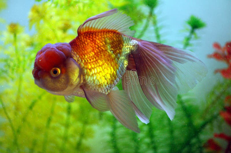 Pretty little gold fish stock photo. Image of blue, tank - 5937118
