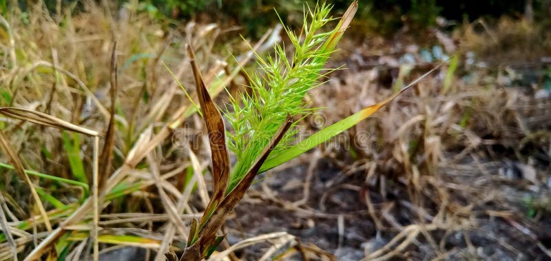 Pretty little green grass stock photo. Image of agriculture - 282933750