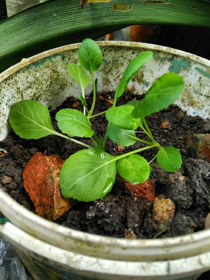 Pretty Little Green Plant in Brown Soil in the Pot Stock Photo - Image ...