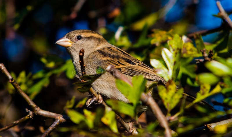 A pretty little sparrow stock image. Image of sparrow - 62338703