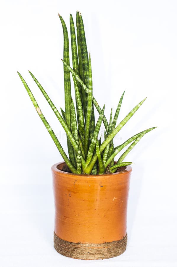 Pretty long cactus stock image. Image of colors, clay - 109242583