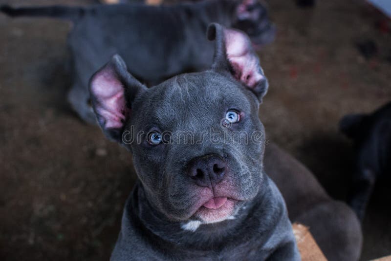 The Pretty Lovely Bugatti Picture. Image: 102094042