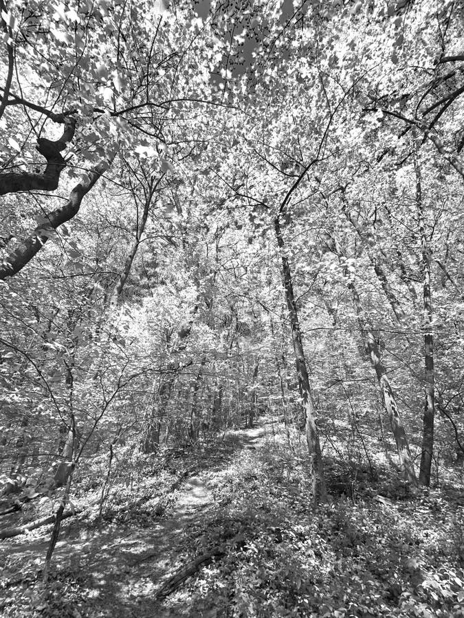 Pretty Lush Forest Canopy in Spring in Black and White Stock Image ...