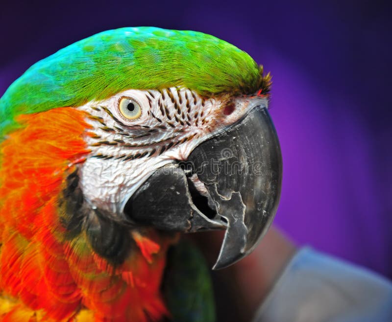 Pretty Macaw stock image. Image of flying, carribean - 21045463
