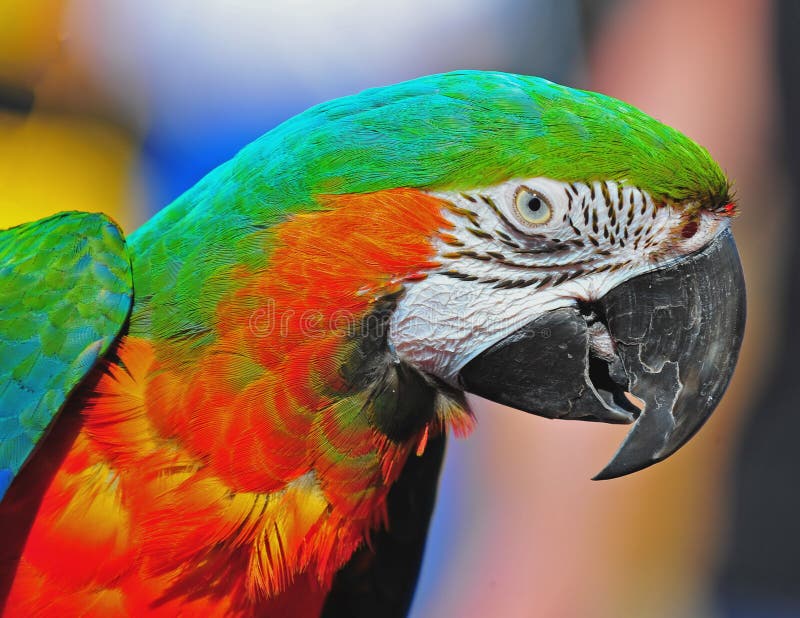 Pretty macaw stock image. Image of nature, colorful, macaw - 91133697
