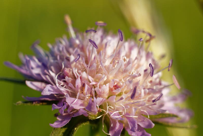 A Beautiful and Pretty Macro Flower Stock Image - Image of plant ...