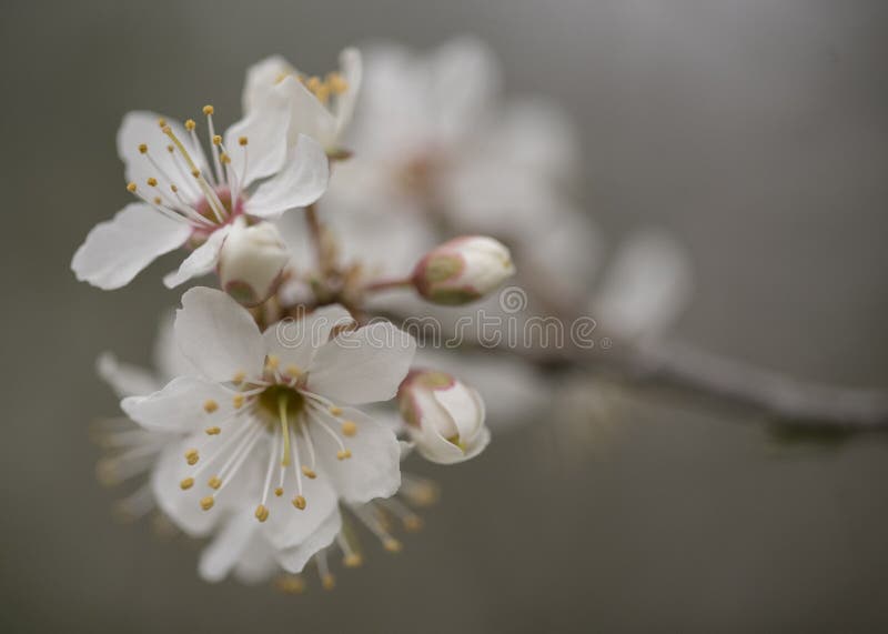 Spring time blossom stock image. Image of spring, nature - 112968187