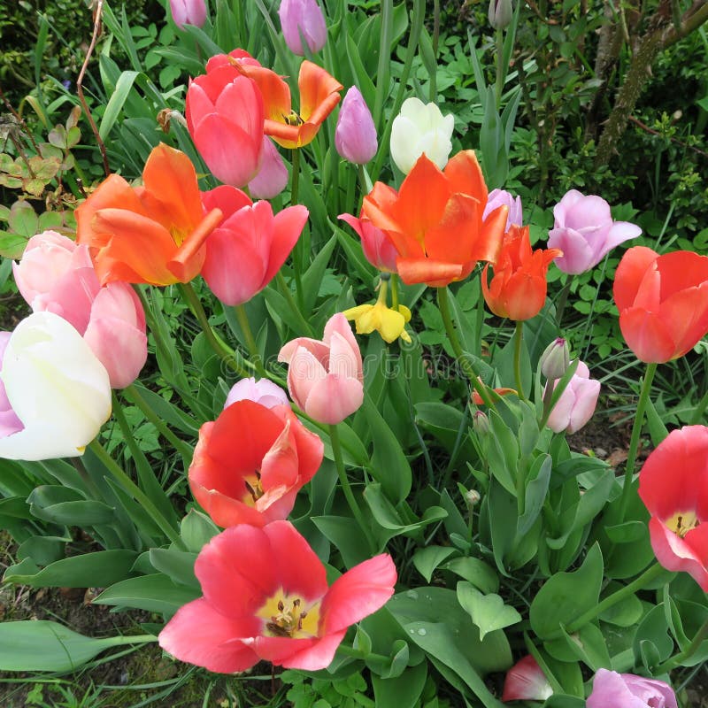 Pretty Many Small Cheerful Colorful Spring Flowers Stock Image - Image ...