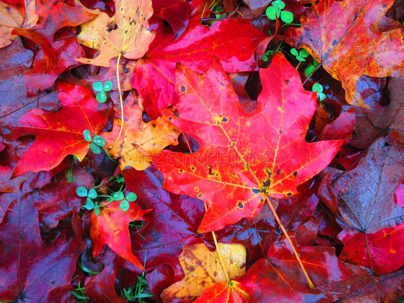 Pretty Maple Leaf in October Stock Image - Image of leaf, veins: 200457735