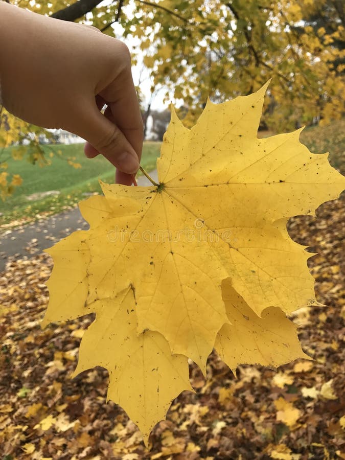 Maple Leaves Change the Color in Fall Season. Stock Image - Image of ...