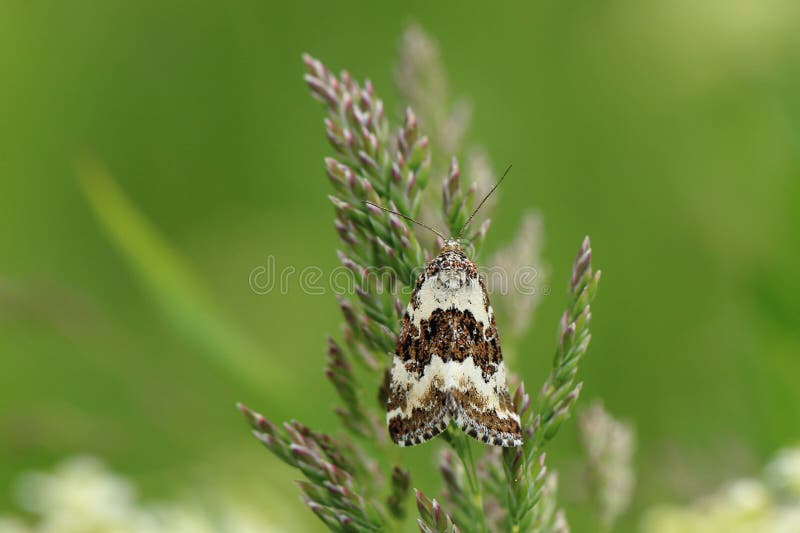 Pretty marbled moth stock image. Image of marbled, adult - 206264847