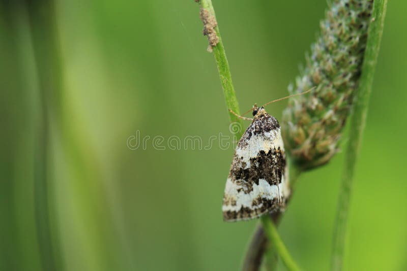 Pretty marbled moth stock photo. Image of deltote, grass - 202047436