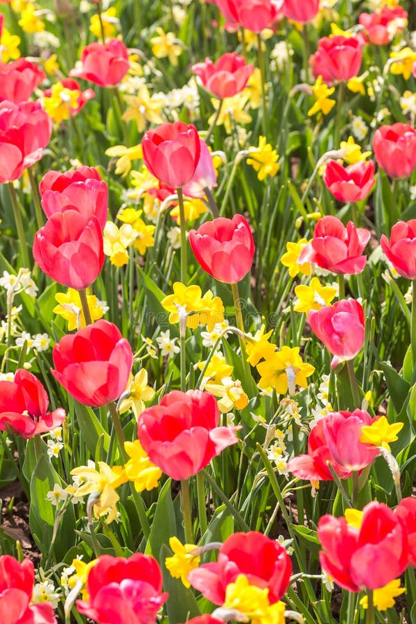 Pretty Mixed Tulips and Daffodils Stock Photo - Image of colour ...