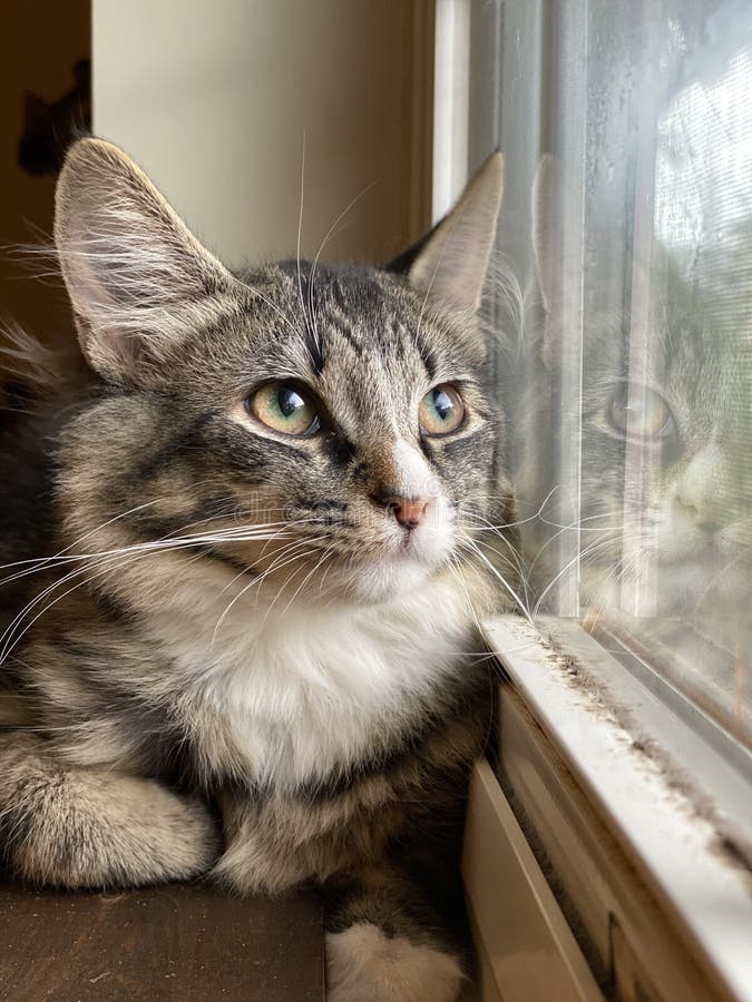262 Cat Staring Out Window Stock Photos - Free & Royalty-Free Stock ...