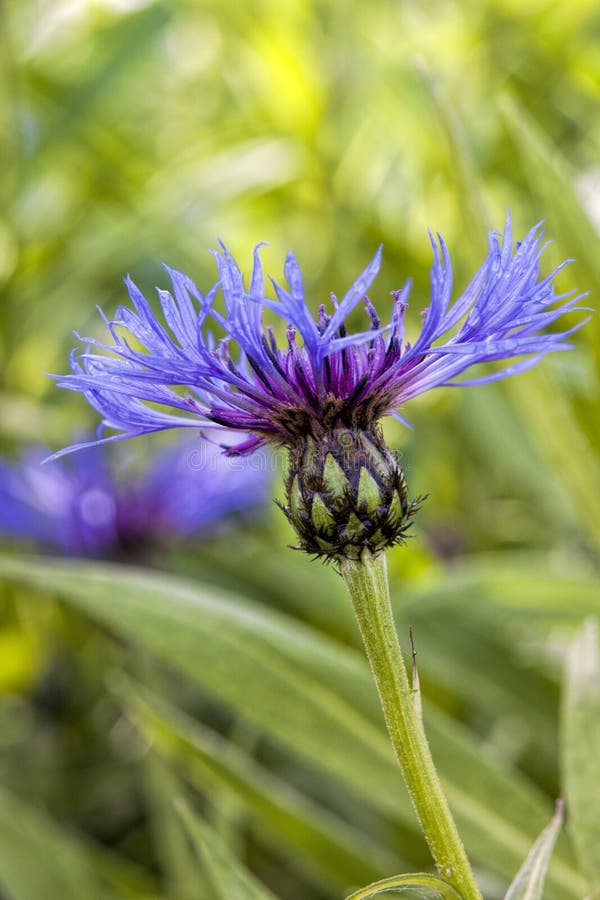 Blue coneflower stock image. Image of graceful, growth - 252231