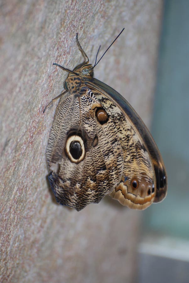 Beautiful Brown Morpho Butterfly Resting in a Butterfly Garden Stock ...
