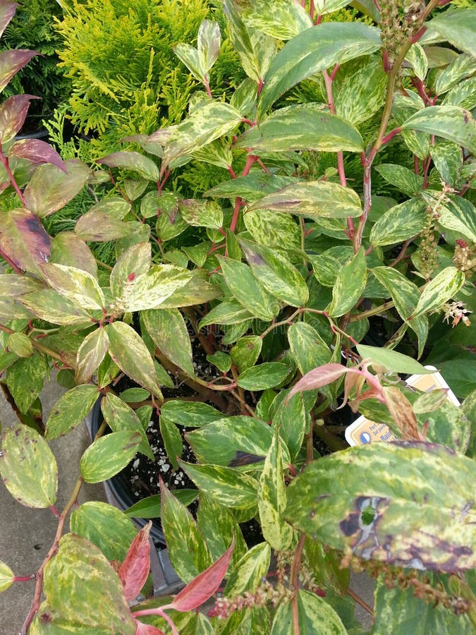 Pretty Multi Colored Leaves Stock Image - Image of pink, colored: 54120619