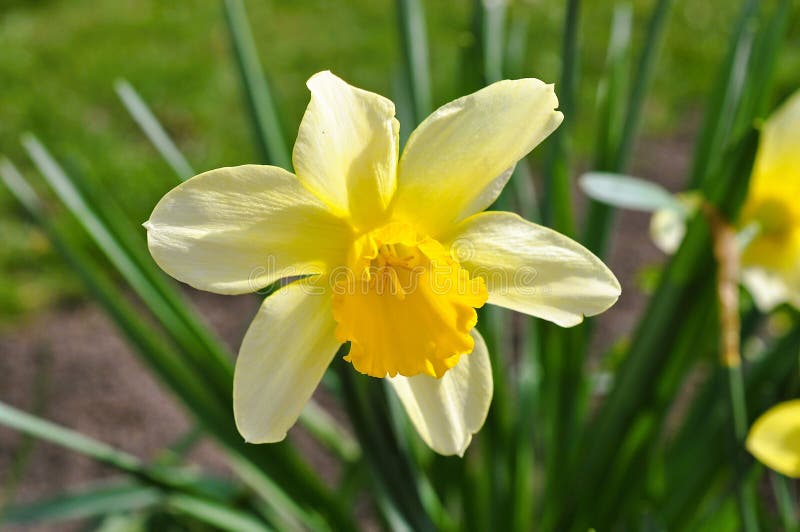 Pretty narcis flower stock photo. Image of lily, pretty - 370594640