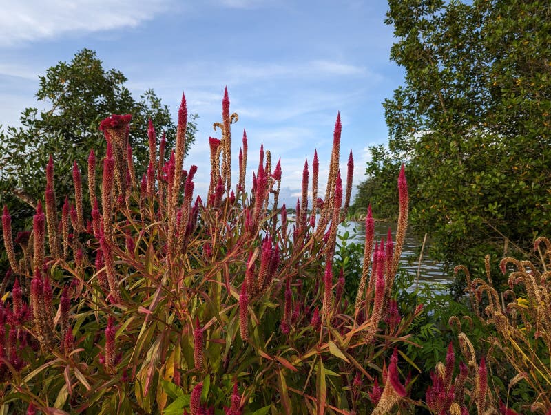 Pretty Nature Walk Views stock image. Image of blossom - 292130913