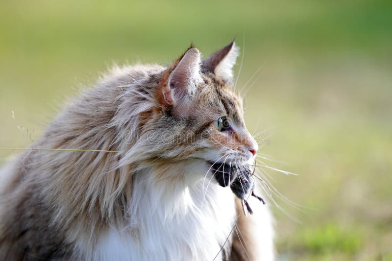 Pretty Norwegian Forest Cat Female Has a Mouse on Her Mouth Stock Photo ...